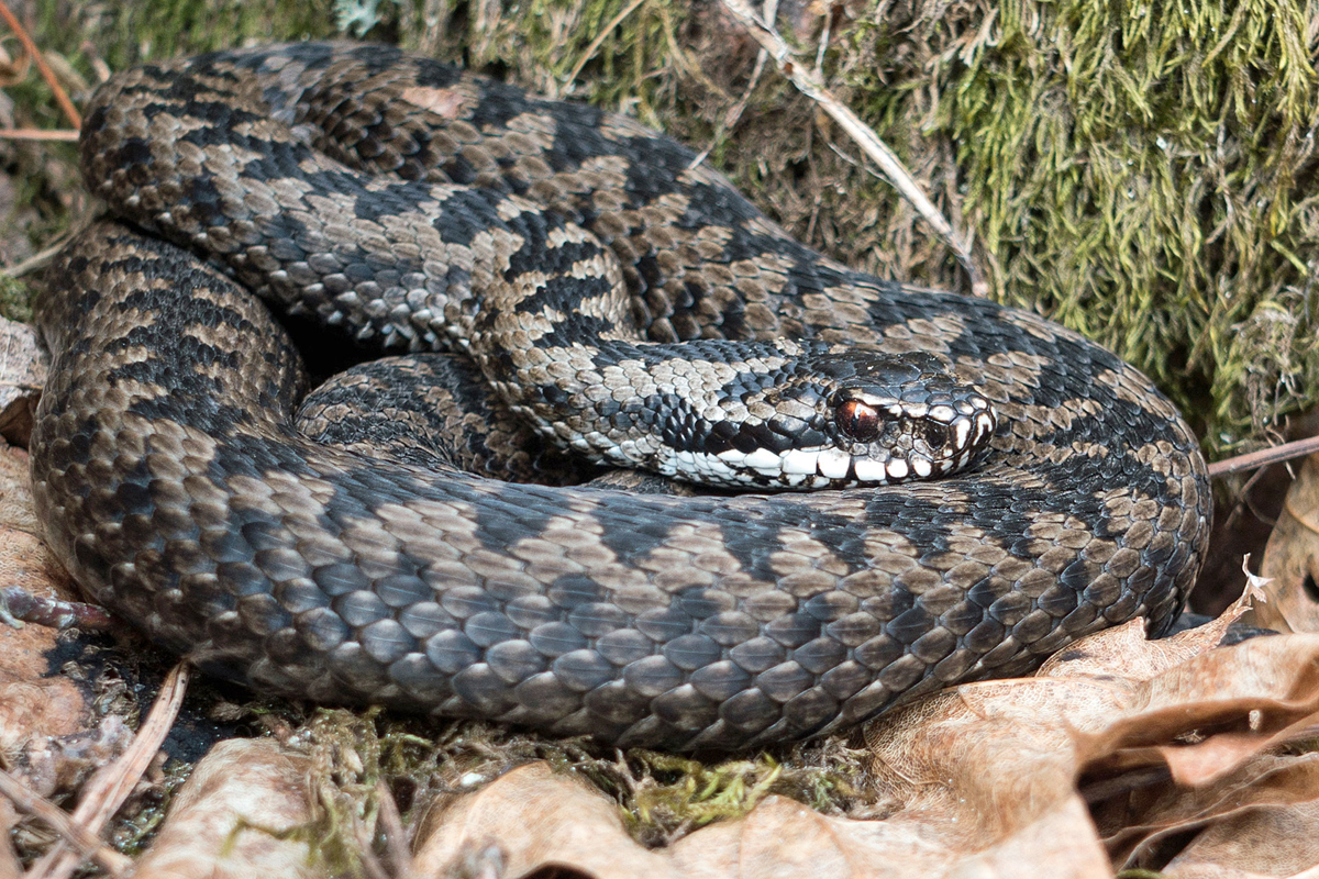 Pass på - nå våkner huggormen etter vinteren - Eikernytt.no