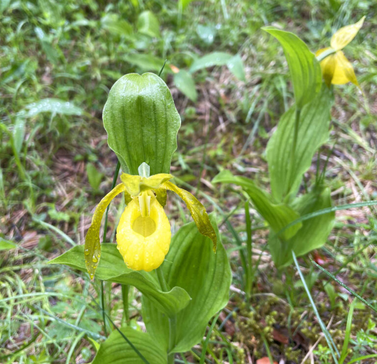 Orkideer i full blomst i Eiker-skogene - Eikernytt.no
